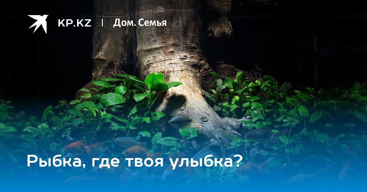 Рыбка, где твоя улыбка? - KP.KZ