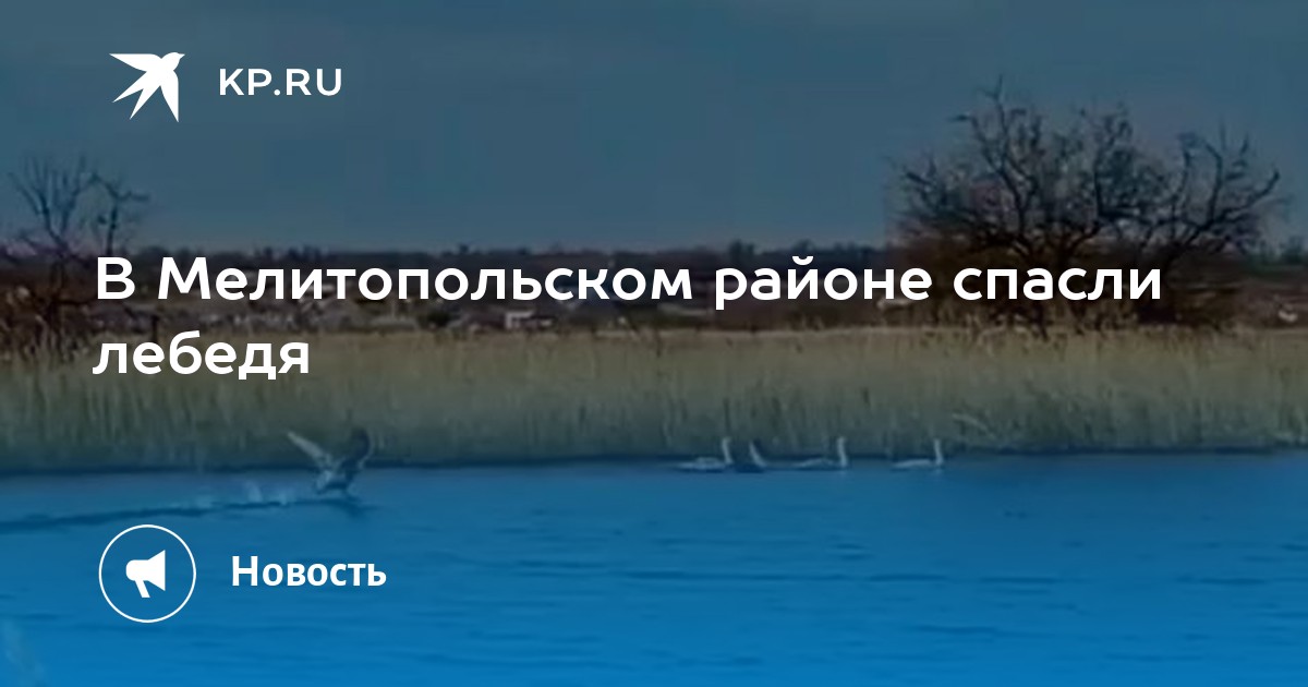 В Мелитопольском районе спасли лебедя - KP.RU